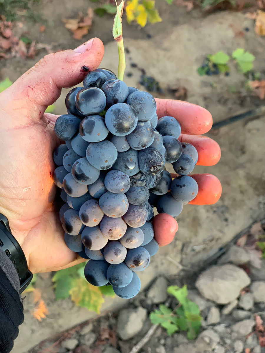 OLD VINE ZINFANDEL – Alliance Winery